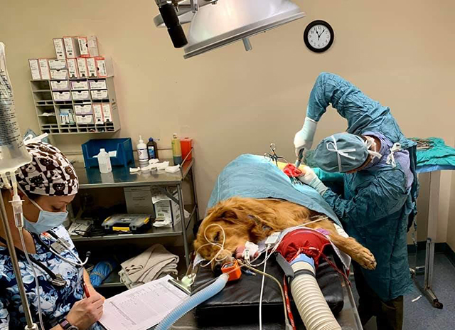 Orthopedics - Carleton & Lanark Veterinary Services